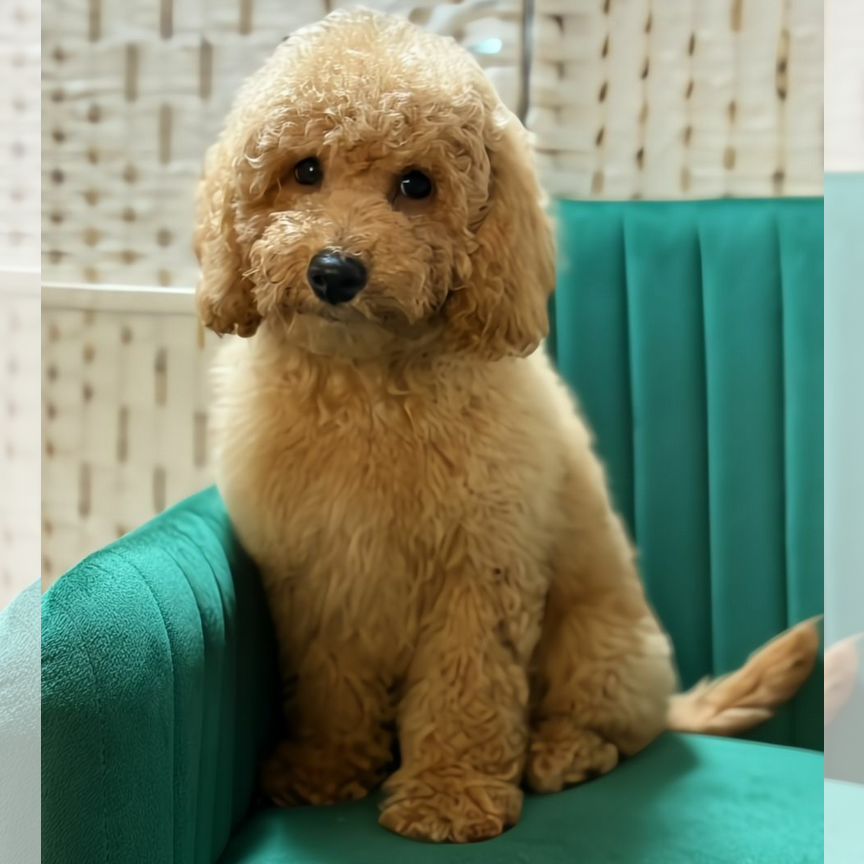 Лабрадудль, щенок