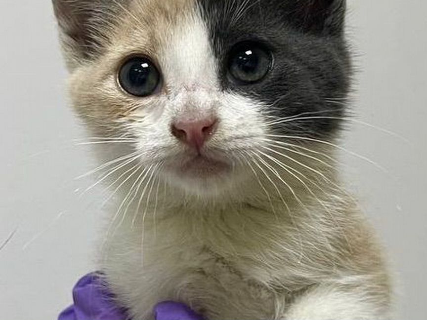 Котенок Шкода ищет семью