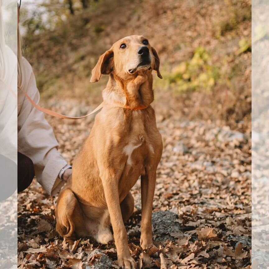 Взрослая собака в добрые руки