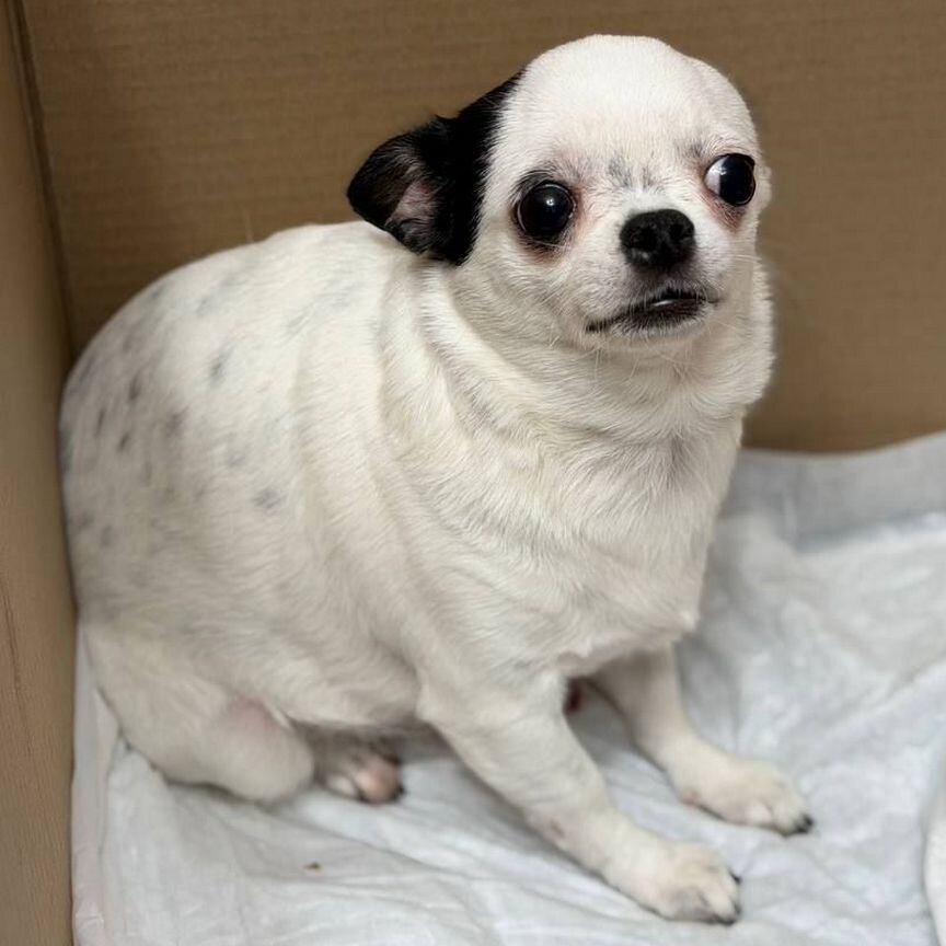 Чихуахуа, взрослая собака