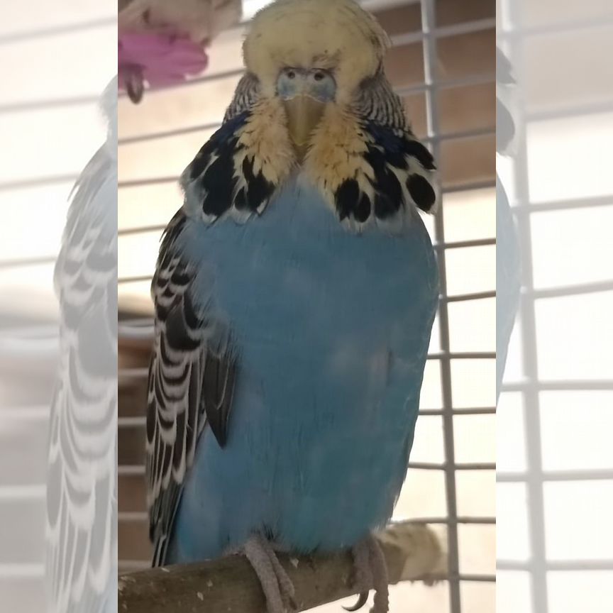 Попугай ввп чех