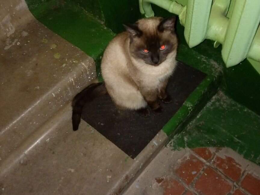 Сиамская