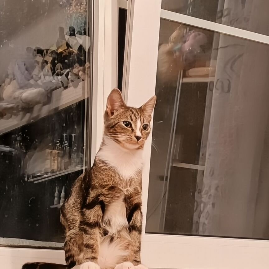 Котёнок в добрые руки