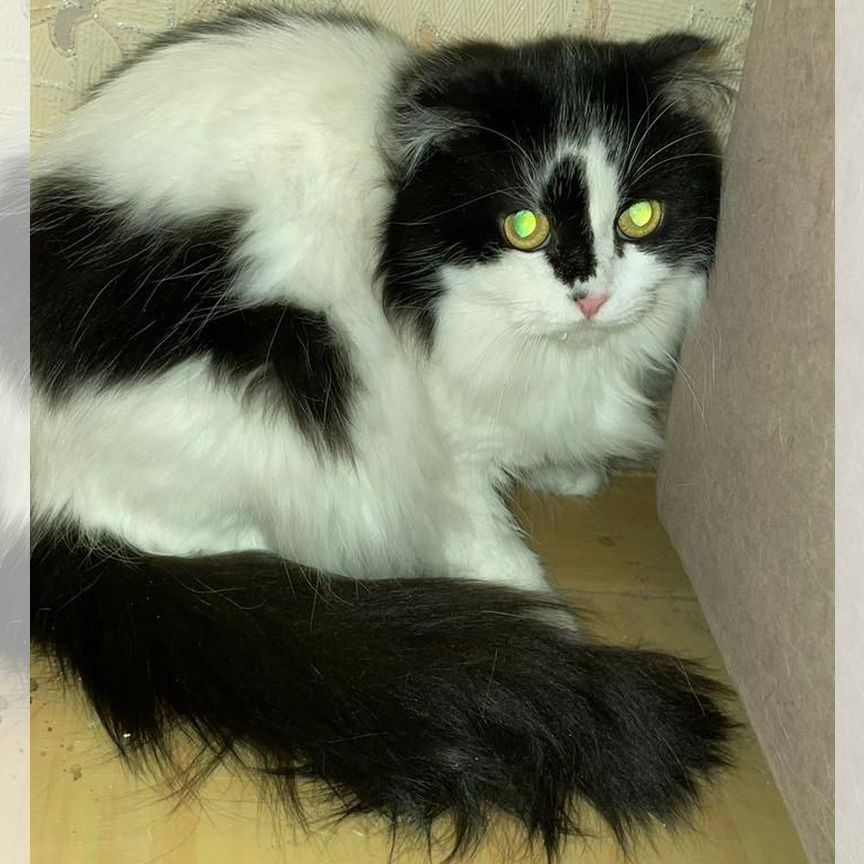 Взрослый кот в добрые руки