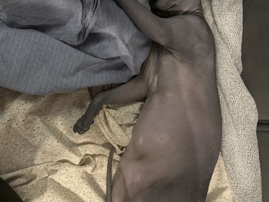 Сфинкс и шотландская кошечки