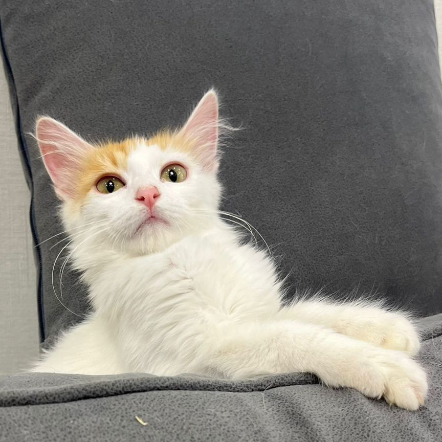 Котенок привитый рыжий зайчик