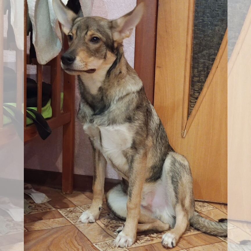 Щенок в добрые руки