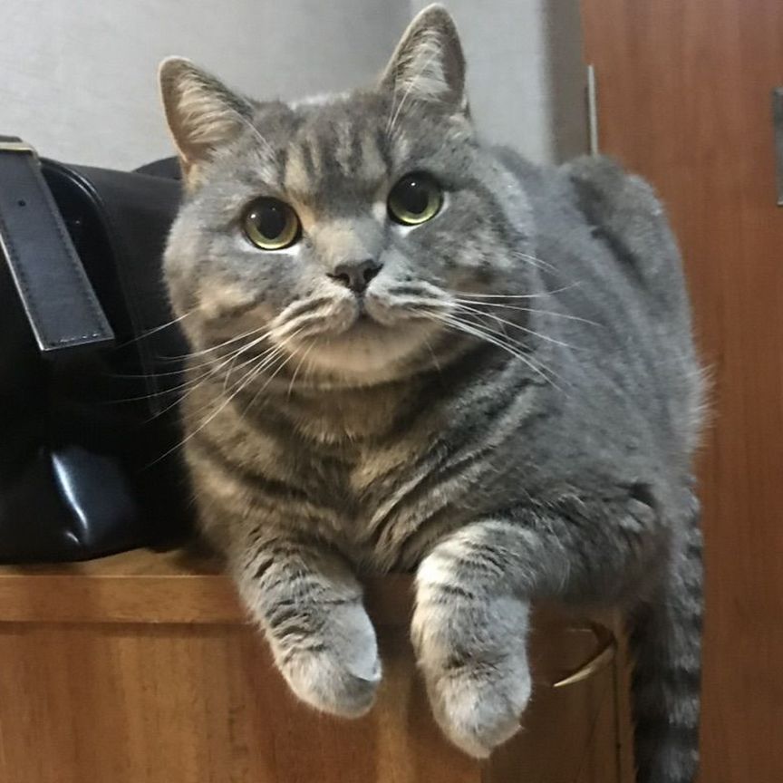 Британский короткошёрстный, взрослый кот