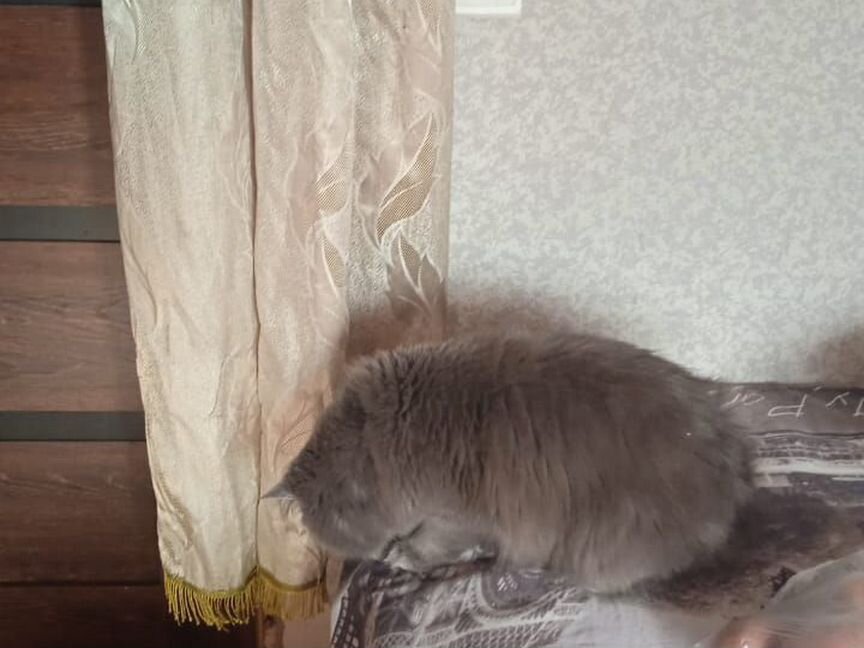 Отдам кошку бесплатно. Породистая