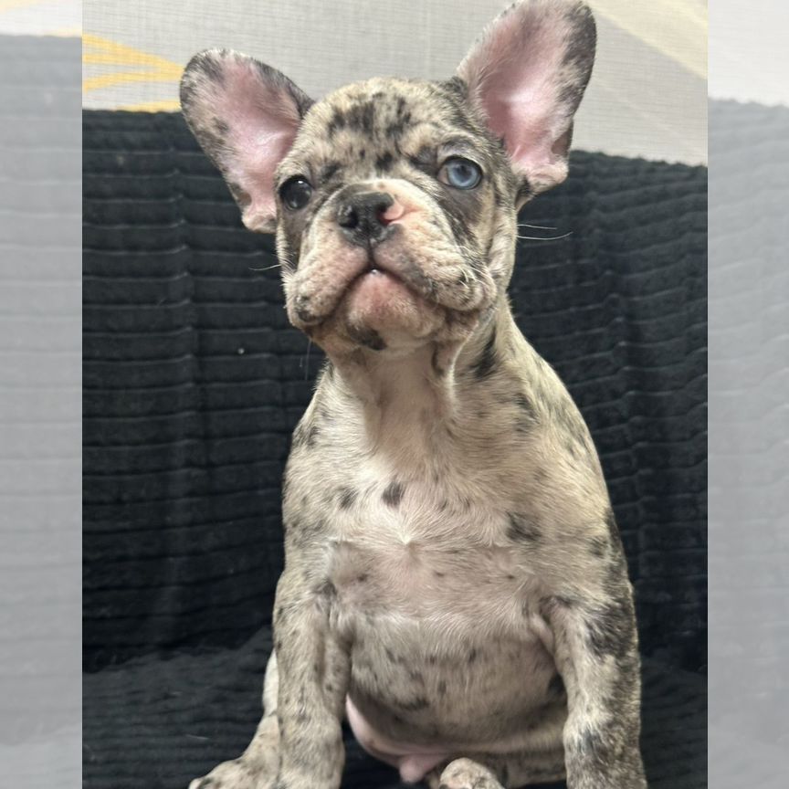 Французский бульдог, щенок