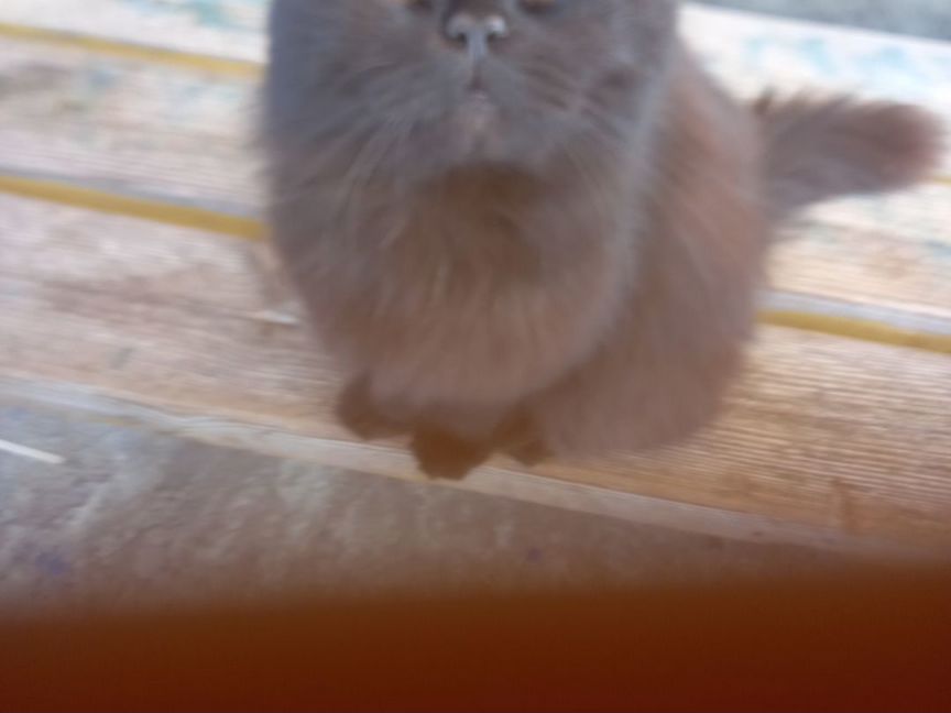 Кошечка пришла на дачи