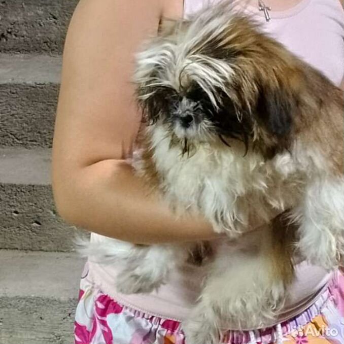 Щенки ши-тцу мини