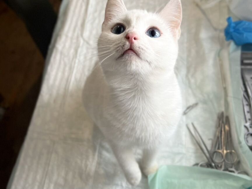 Кошечка с изюминкой в дар