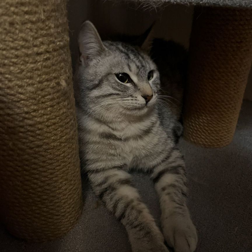 Кошка в добрые руки
