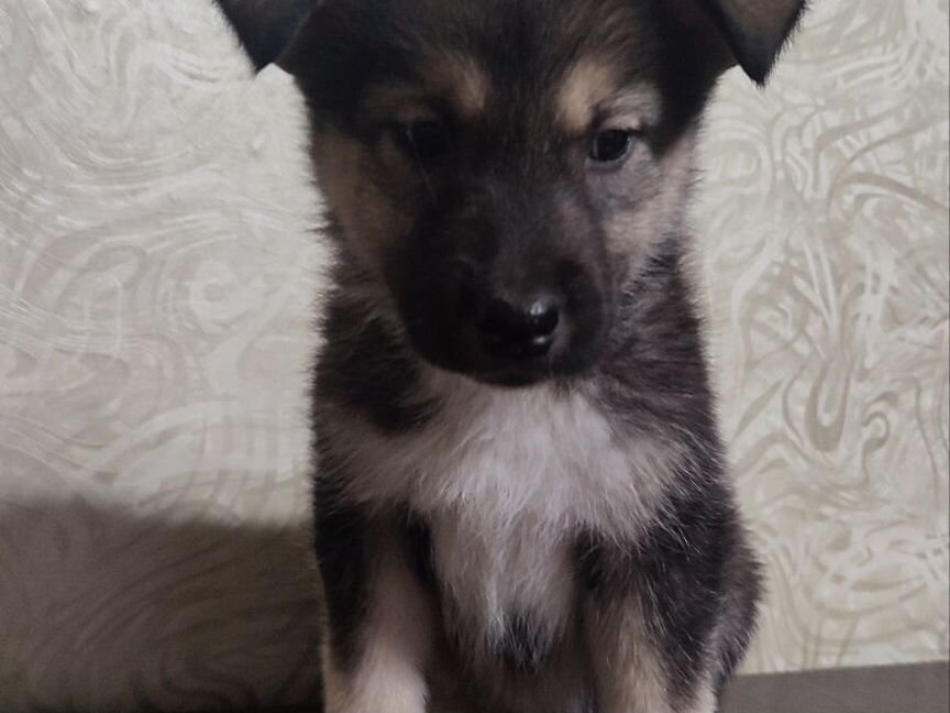 Собака в добрые руки отдам бесплатно