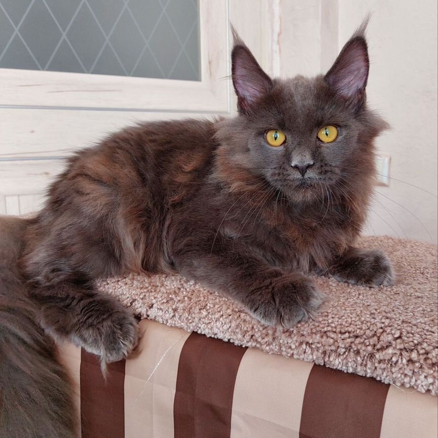 Мейнкун котик серый