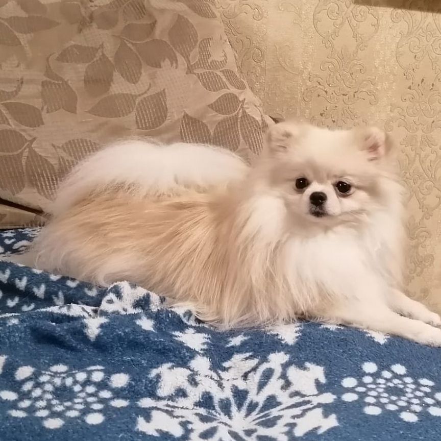 Померанский шпиц, взрослая собака