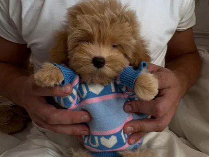 Щенки мальтипу