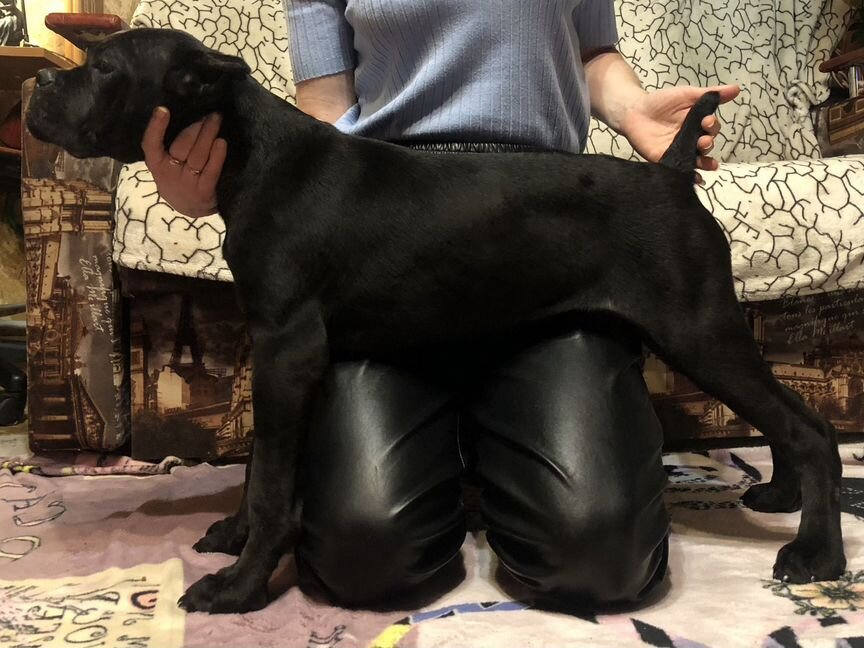 Щенки Итальянский Кане Корсо