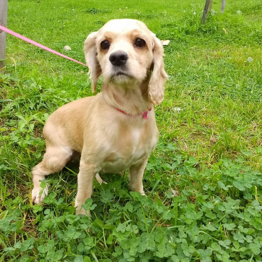 Асти 3 года метис кокера