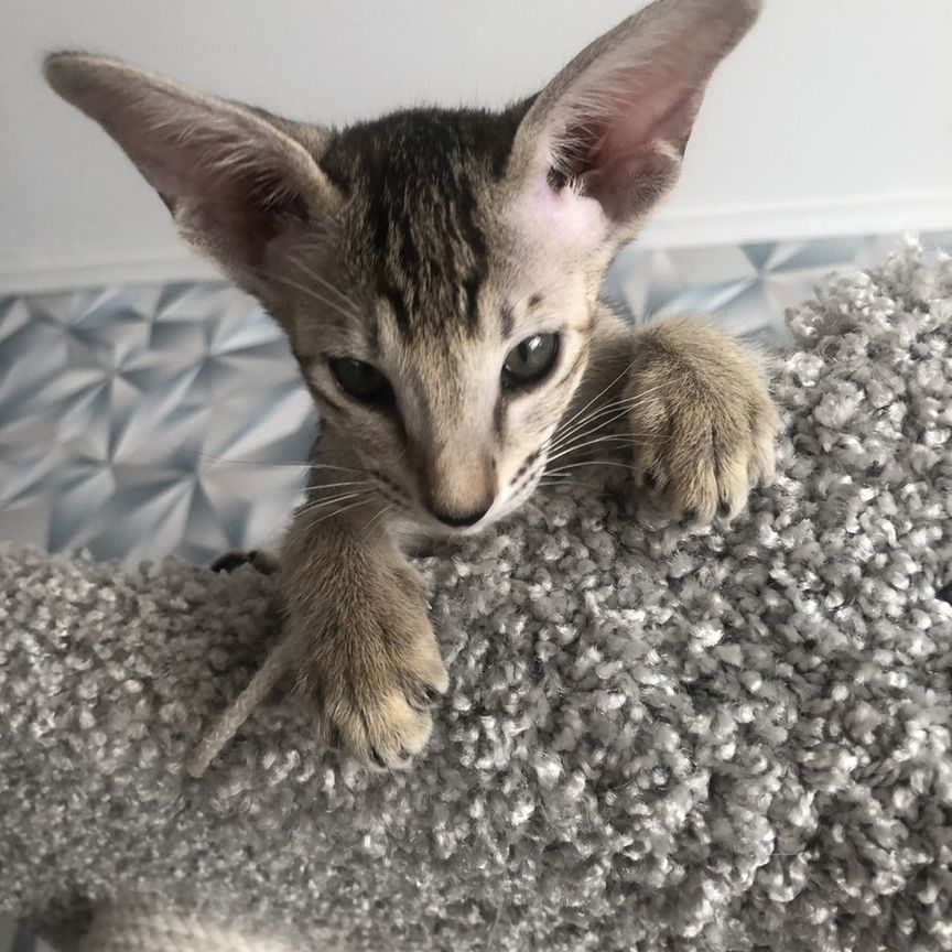 Ориентальные котята
