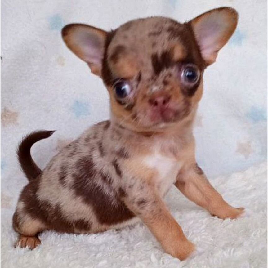 Чихуахуа, щенок