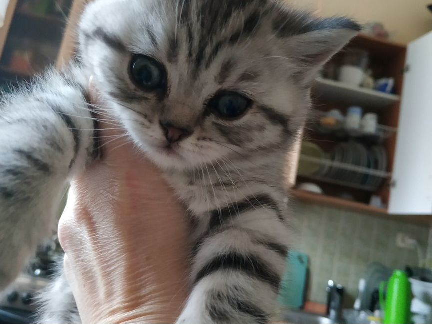 Шотландский прямоухий котенок