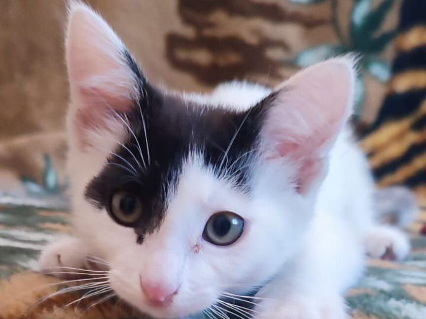 Отдам в добрые руки котенка примерно 1 месяца