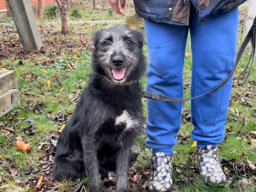 Собака в добрые руки