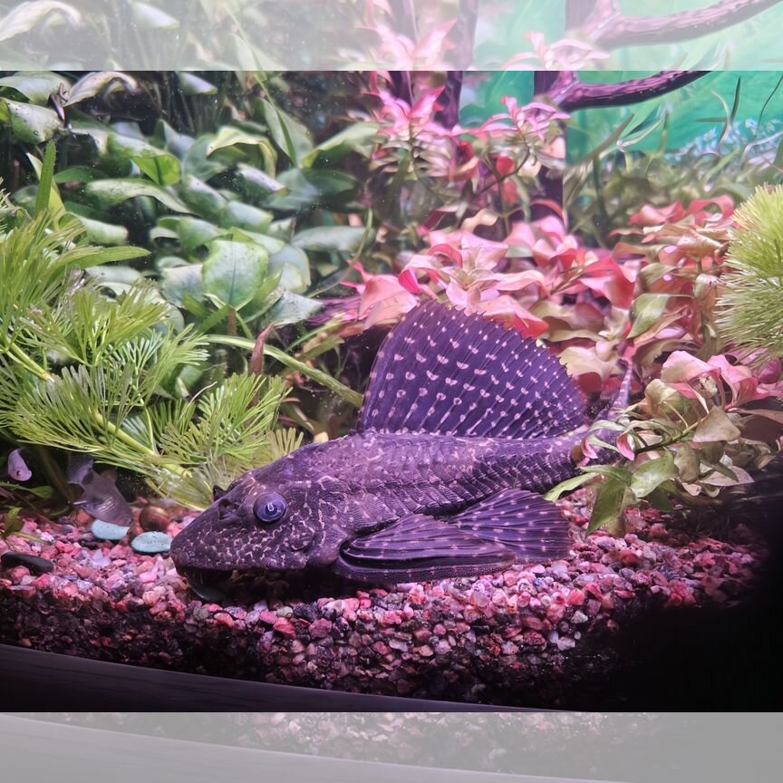 Сом Птеригоплихт (Парчовый сом)