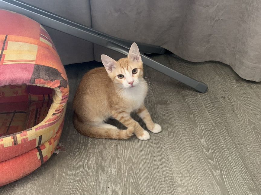 Котенок