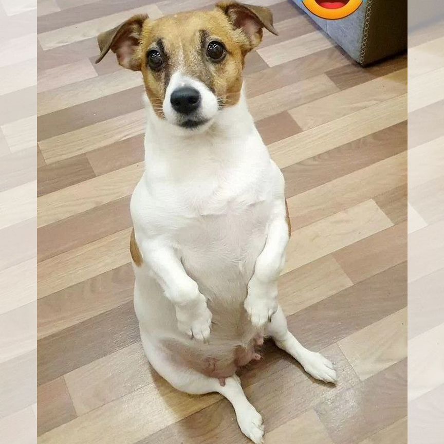 Джек-рассел-терьер, взрослая собака