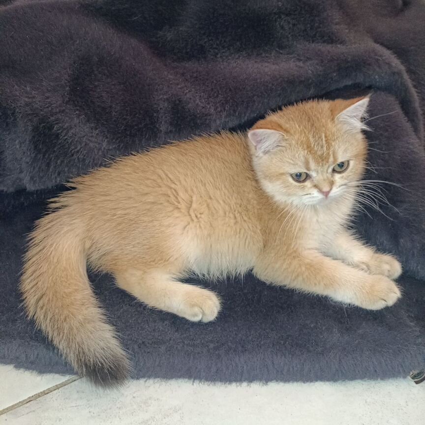 Котята золотая шиншилла