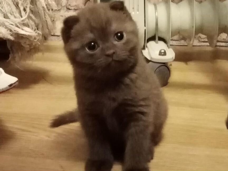 Шотландские котята-счастливчики