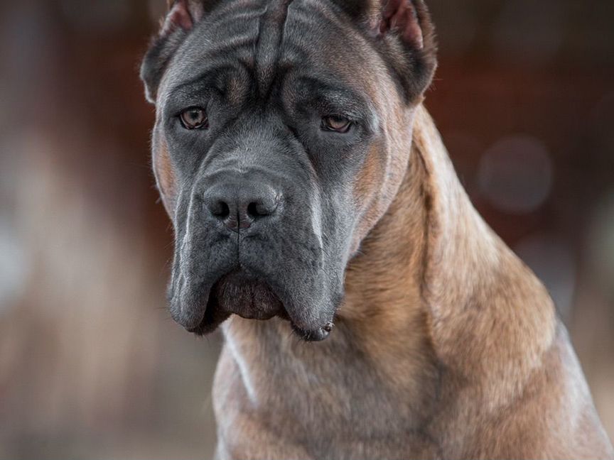 Кане Корсо девочка форментино