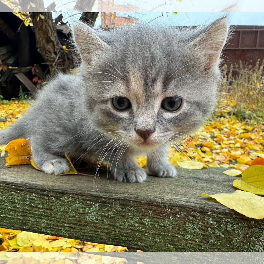 Котёнок в добрые руки