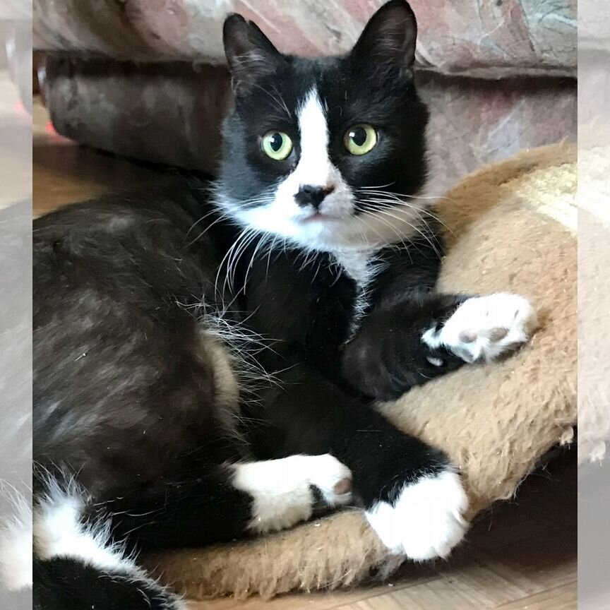 Кот Семён