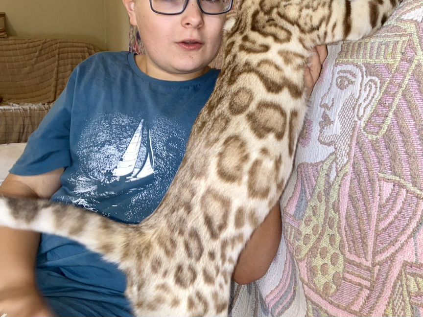 Бенгальская кошечка минк