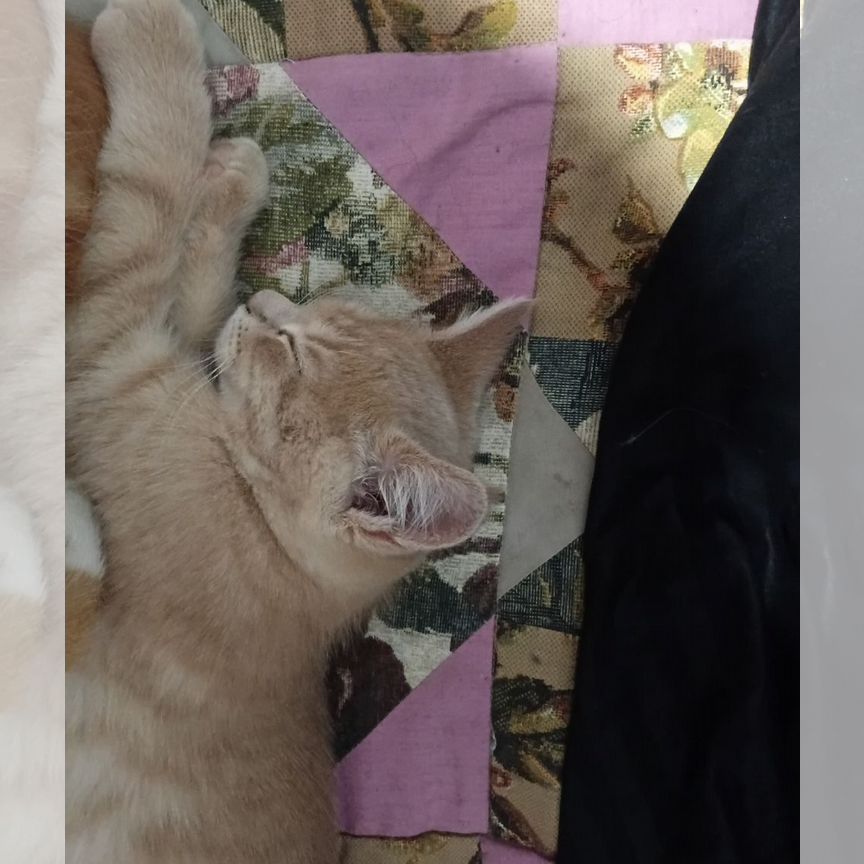 Котёнок в добрые руки