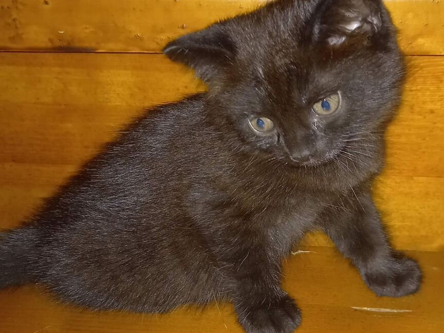 Кошки в добрые руки