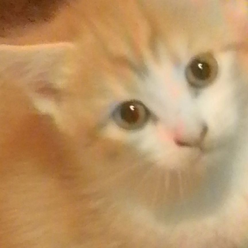 Отдам котенка