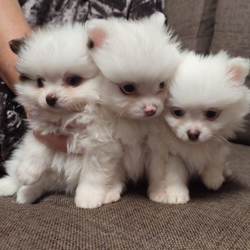 Померанский шпиц