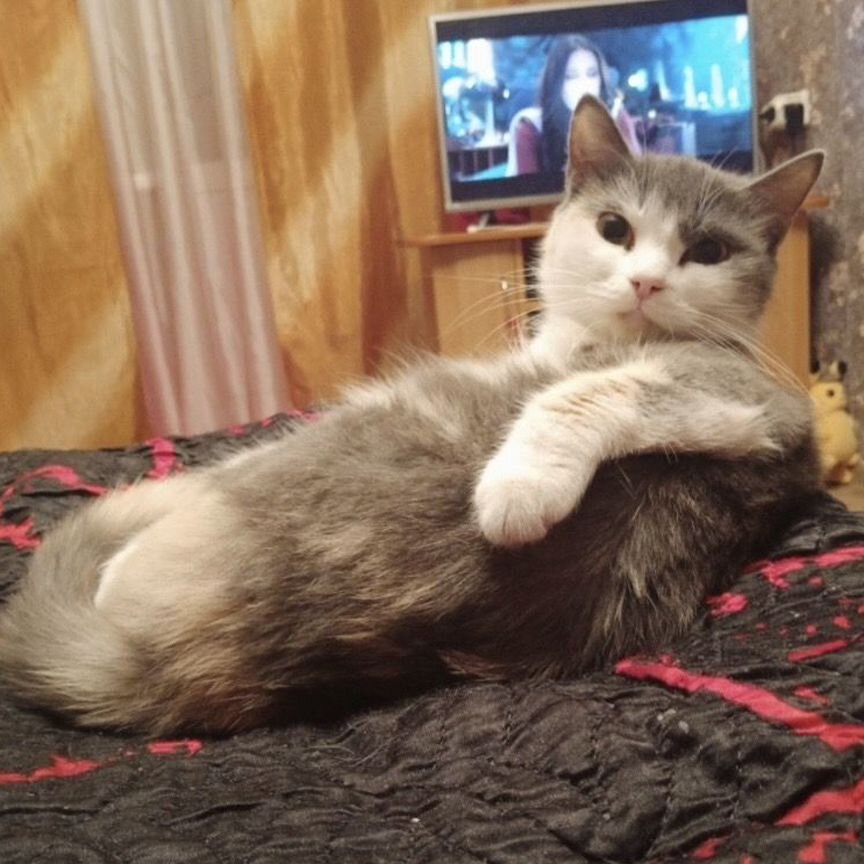 Взрослая кошка в добрые руки