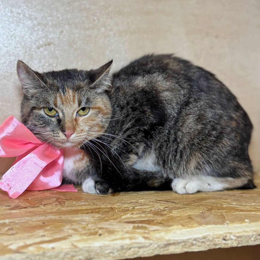 Взрослая, кошка в добрые руки