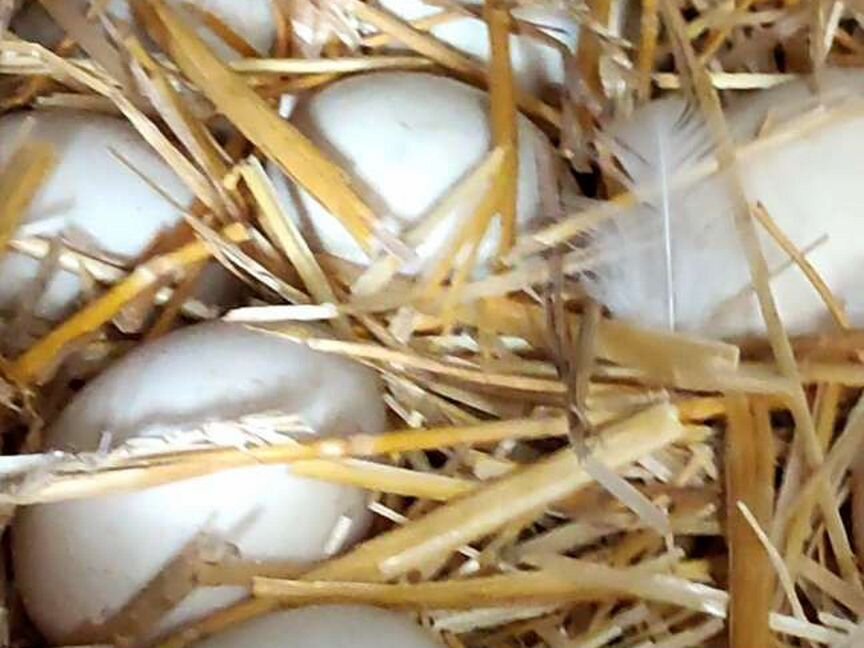 Инкубационные яйцо индоутки