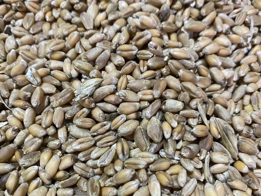 Зерно пшеница