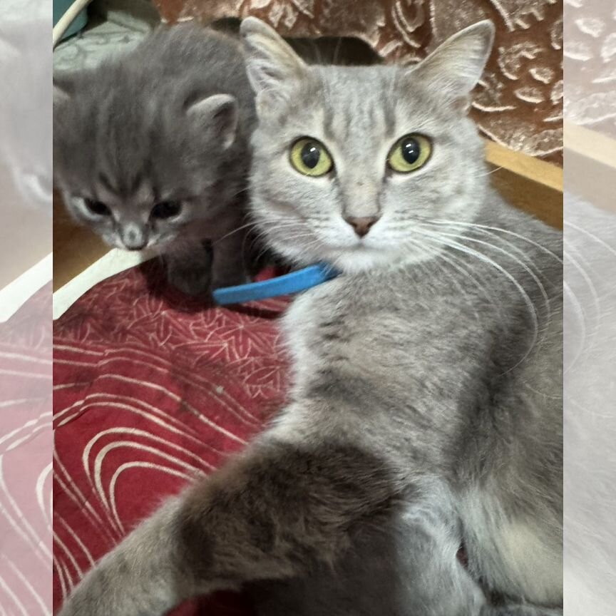 Котёнок в добрые руки