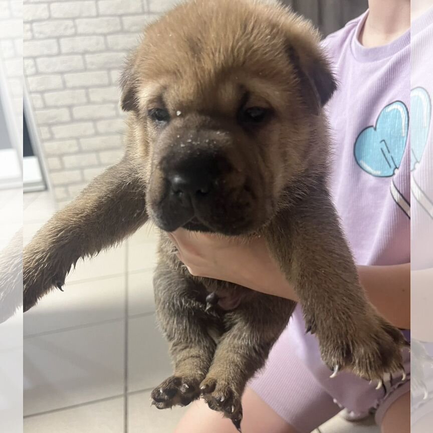 Шарпей, щенок