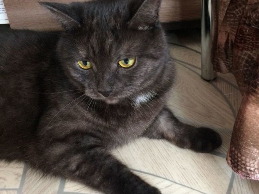 Крик о помощи в присройстве