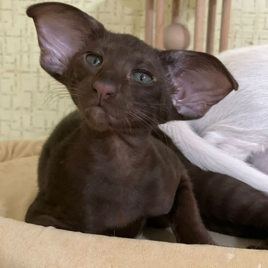 Ориентальные котята в экстрим типе